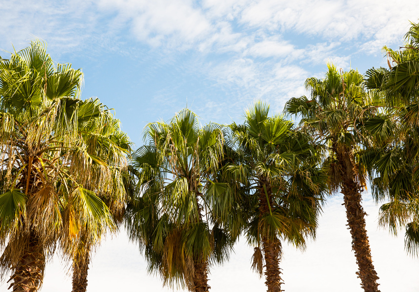 Chicco Palms Opens in Brooklyn Park | Broadsheet