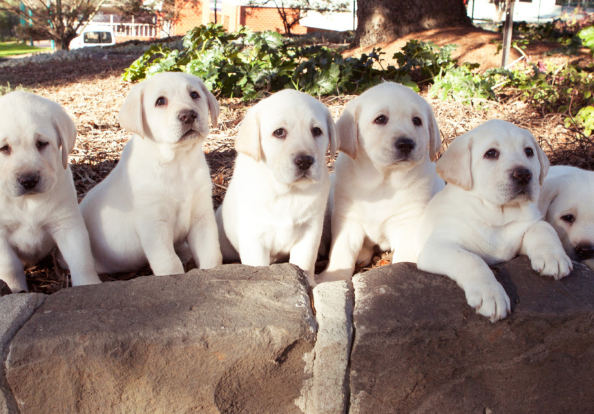 Guide Dogs Victoria Needs Help to House New Puppies
