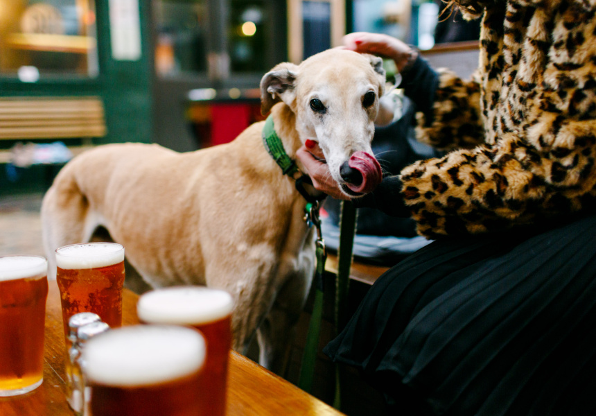 Adelaide’s Best Dog-Friendly Beer-Drinking Spots | Broadsheet