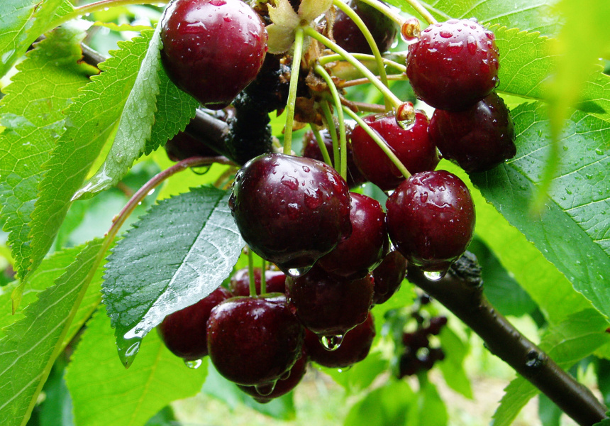 Cherry Picked | Broadsheet