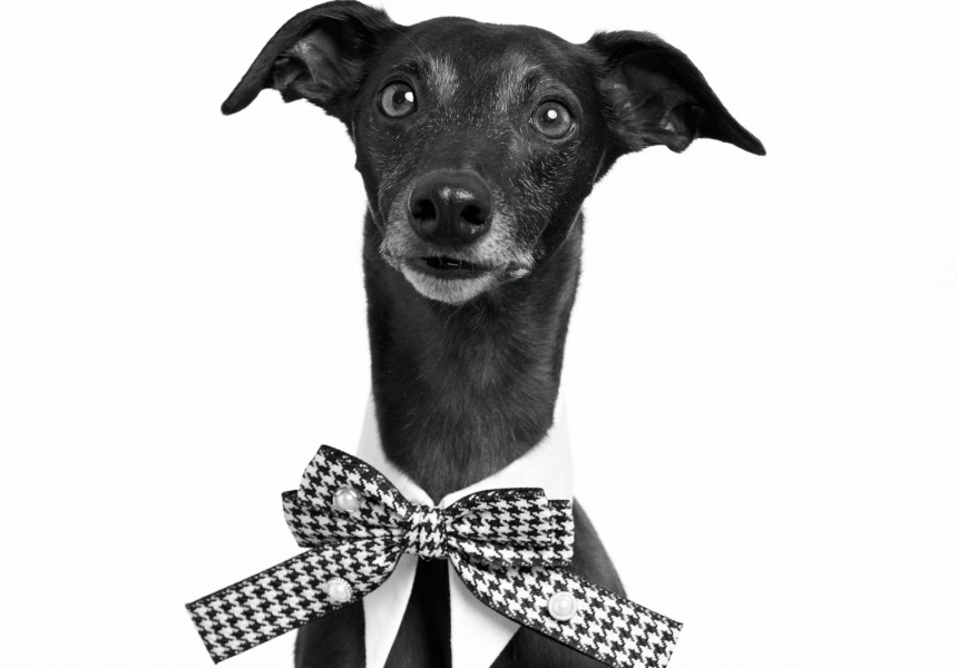 Three Melbourne Photographers Serving Dog Glamour Shots