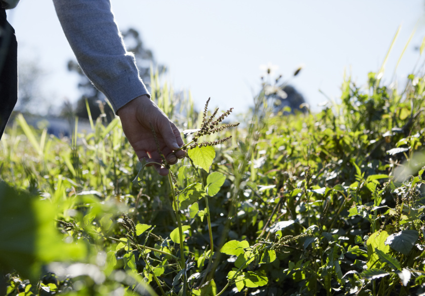 Sydney’s Top Chefs Learn to Forage With Diego Bonetto – And So Can You