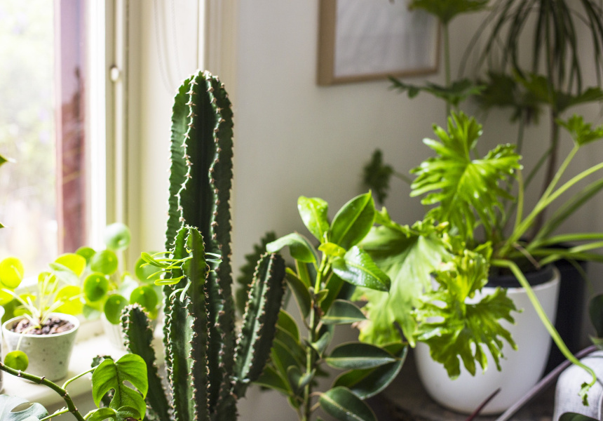 How to Keep your Indoor Plants Alive | Sydney | Broadsheet