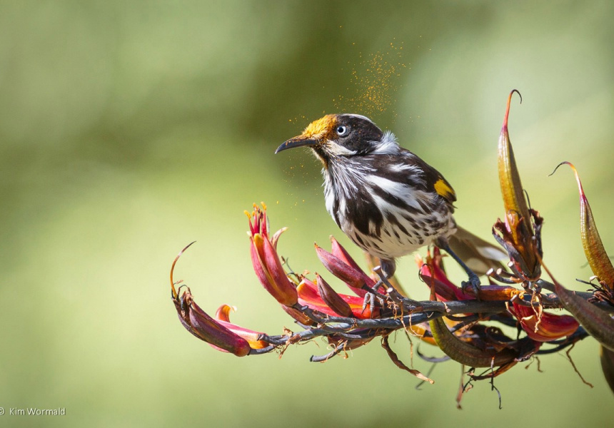 Australian Geographic Nature Photographer of the Year Exhibition Opens ...