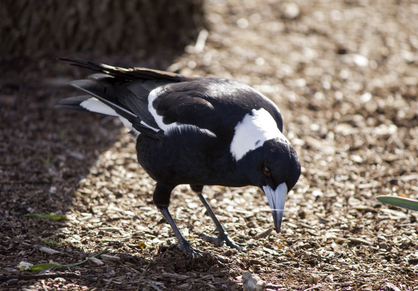 A Magpie Map Helps You Identify (and Avoid) Swooping Hotspots
