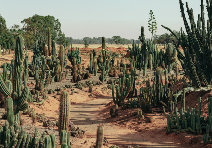 At Cactus Country, Australia’s Largest Explorable Cacti Collection Will ...