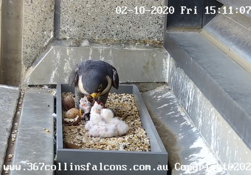 Light and Feathery News: The Collins Street Peregrine Falcon Eggs Have ...