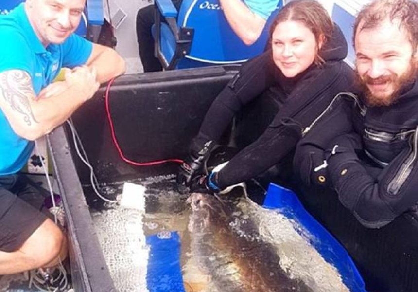 Manly Sea Life Sanctuary Return Baby Great White Shark to Ocean