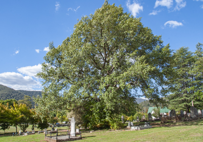 Victoria, It’s Time to Vote for Your Tree of the Year | Broadsheet