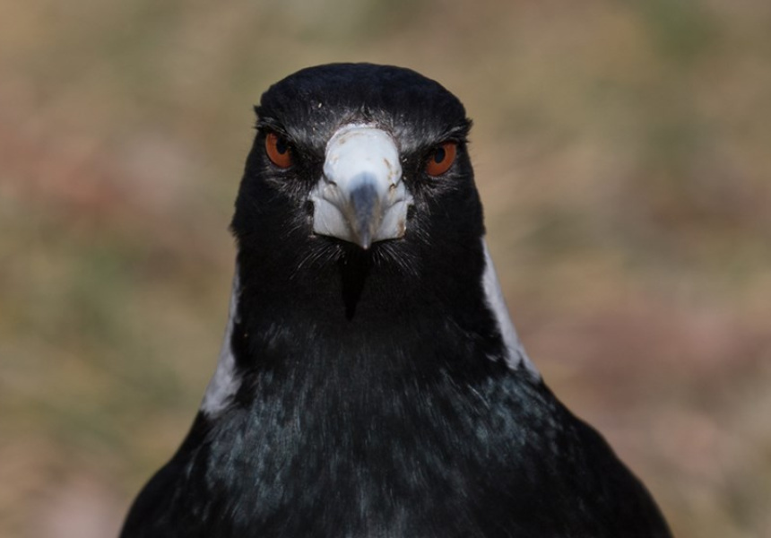 How to Stay Safe This Swooping Season