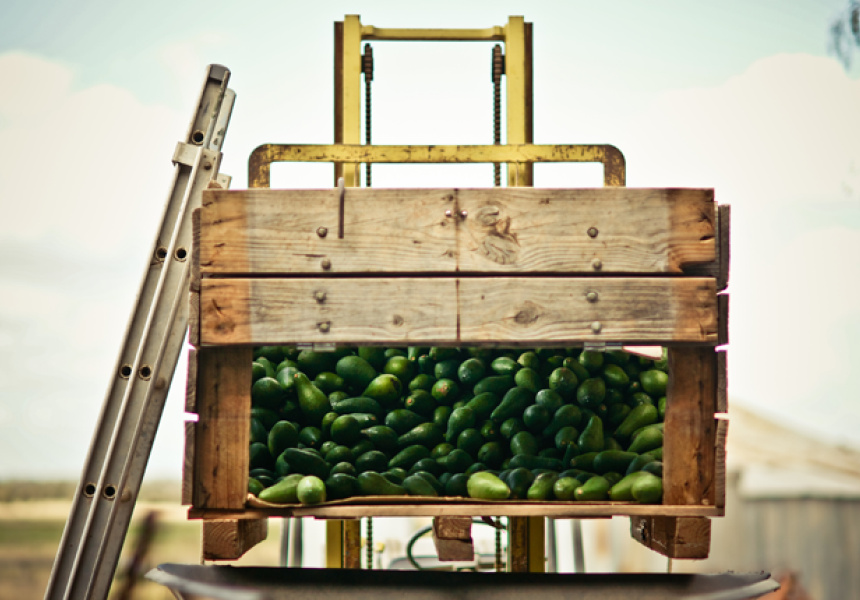 Avocado Delivery Service (and a recipe for breakfast)