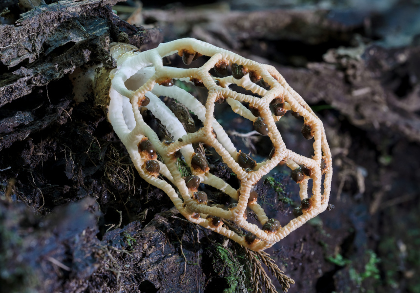 Foragers Take Note: A New Field Guide Invites You To Get Up Close With ...