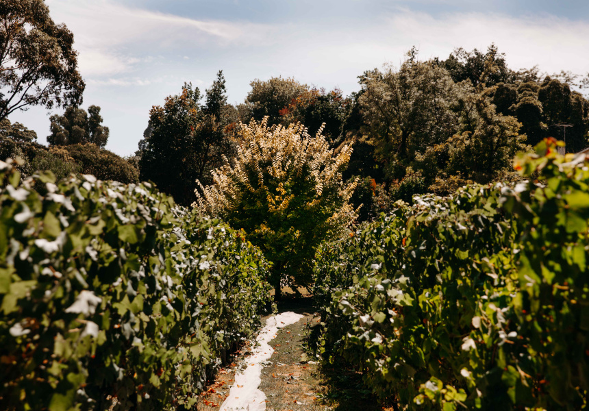 Hiding Just Off a Quaint Inner-City Backstreet Is a One-Acre Vineyard I ...