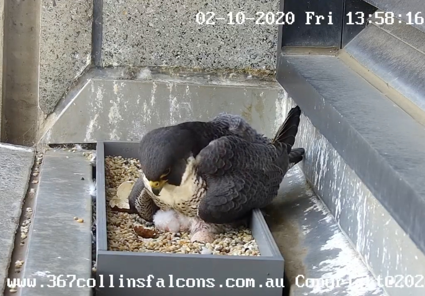 Some Light (and Feathery) News: The Collins Street Peregrine Falcon ...