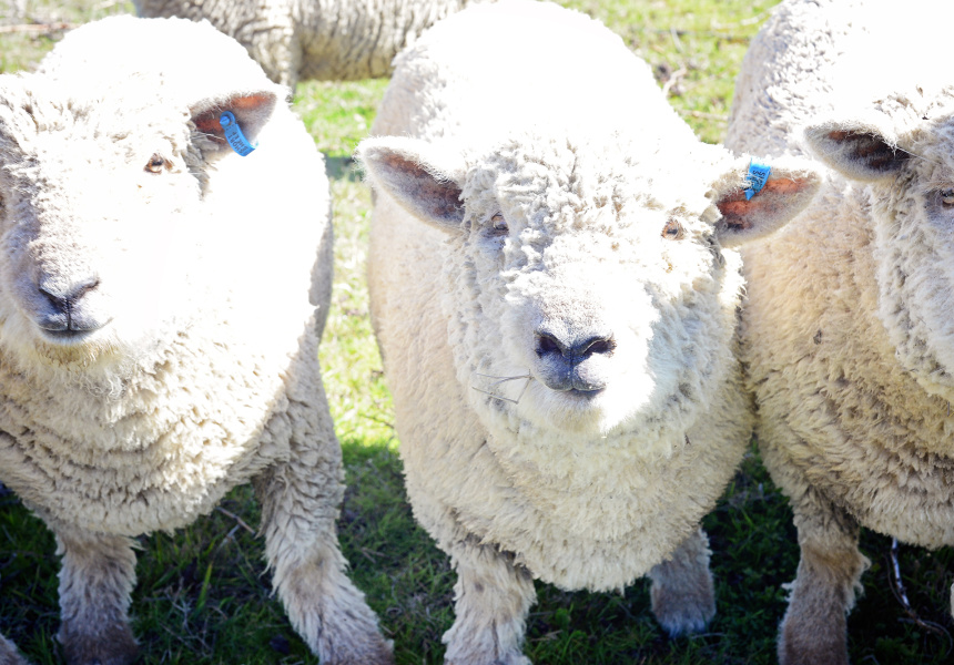 Short Sheep Micro-Winery