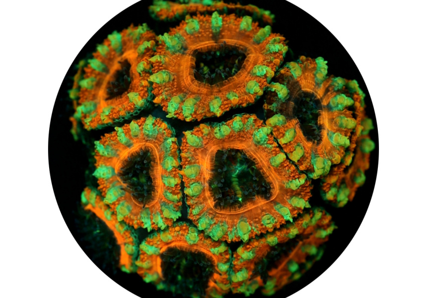 “Coral: Rekindling Venus” Screening This Week Only