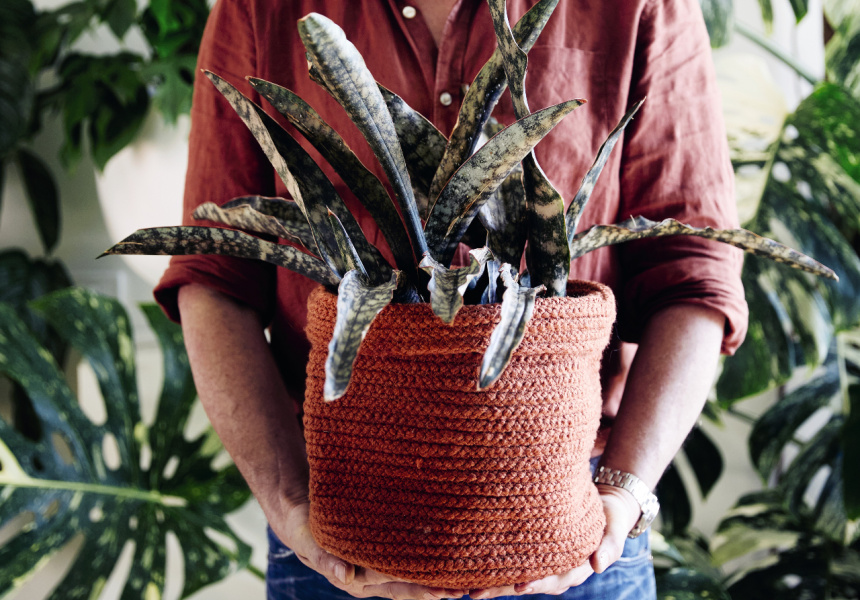 How To: Repot Your Plants (Without Killing Them in the Process)