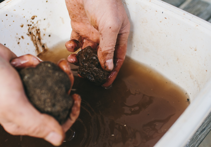 Hunting for Truffles