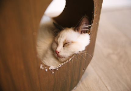 Adelaide Gets Its First Cat Cafe