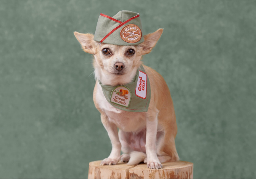 Dog Photog Scouts and Sailors Pop-Up