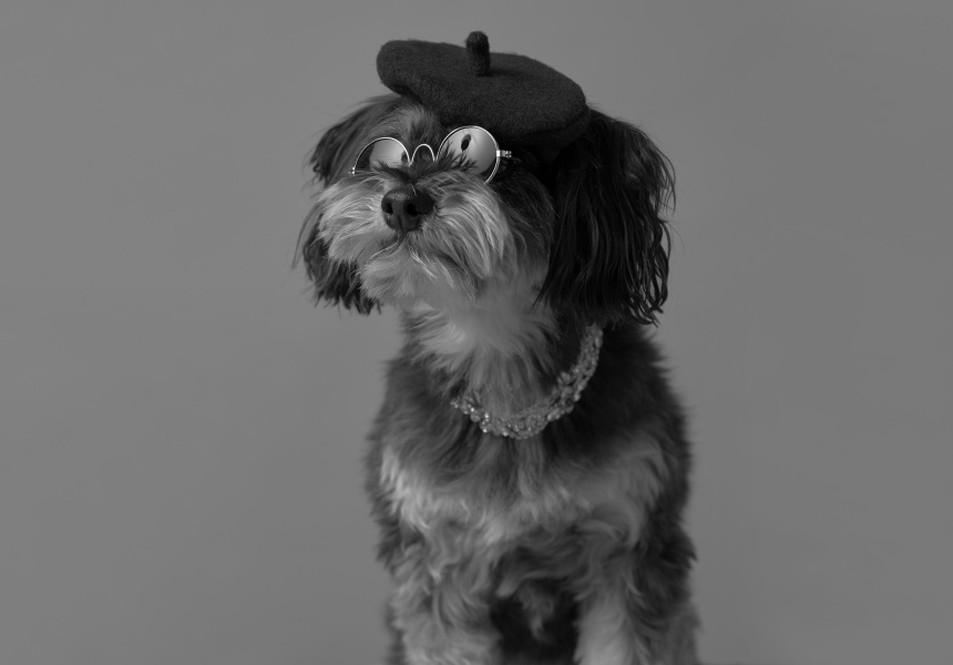 Dog Photog Goes High Fashion