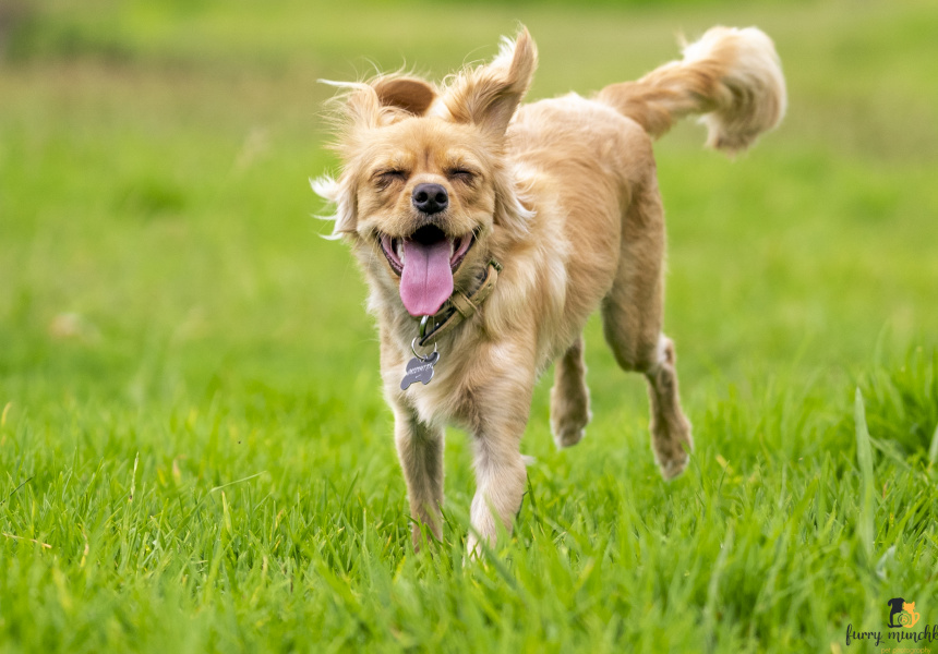 Dog Day Out Festival