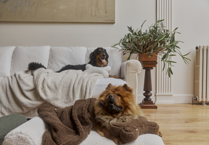 22 Local Pet Brands That Deserve a Round of A-Paws