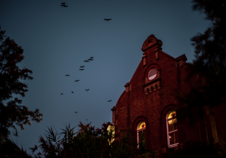 Bat Massive at Abbotsford Convent, Melbourne