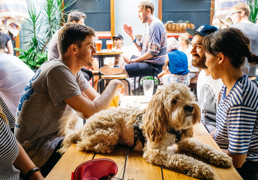 Best Dog Friendly Bars in Sydney | Broadsheet