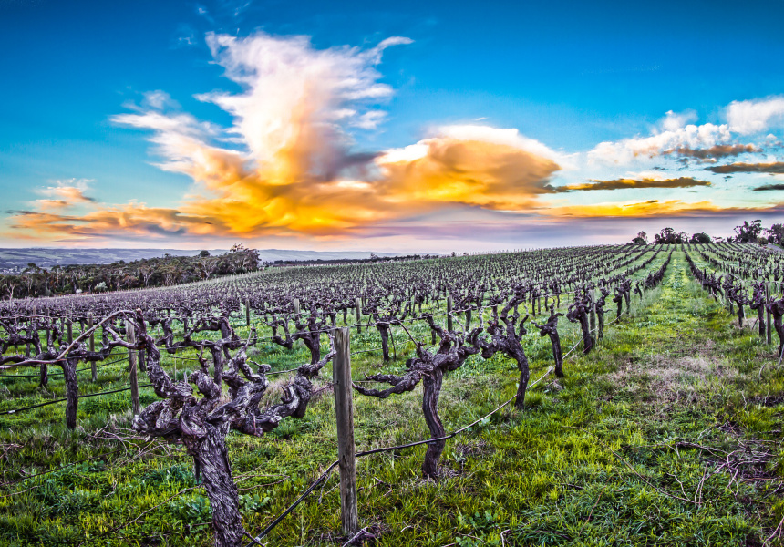 Drink and Design During Sea and Vines