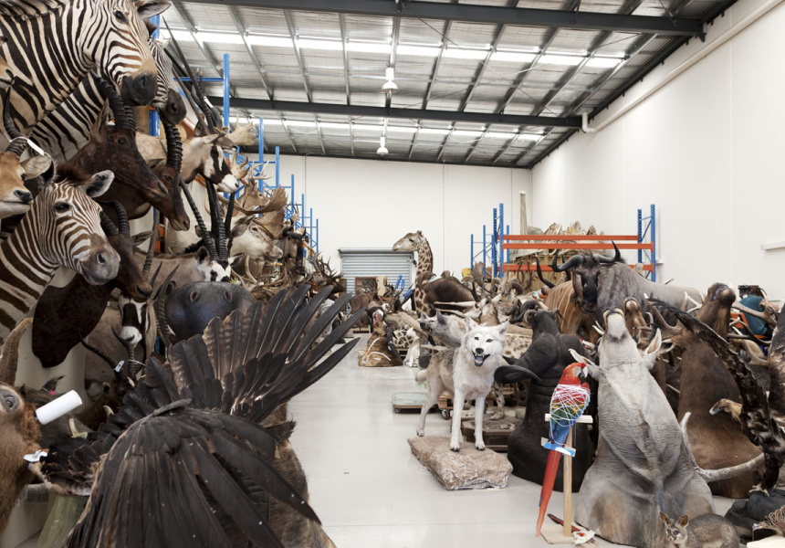 Entering the Taxidermist's Menagerie | Broadsheet