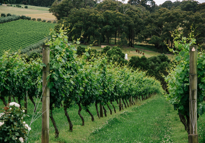 The Best Wineries on the Mornington Peninsula – For Pinot Noir and More ...