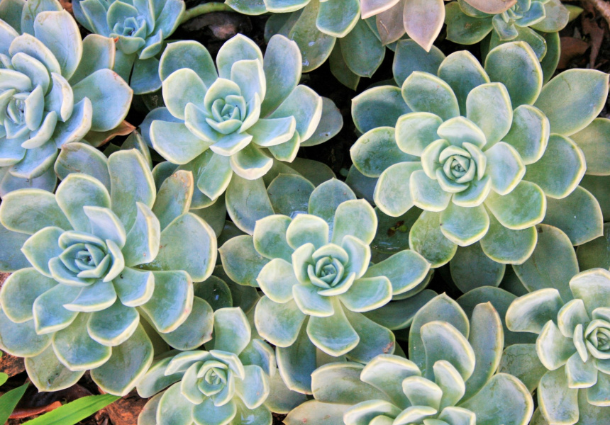 How to Care for Your Succulents