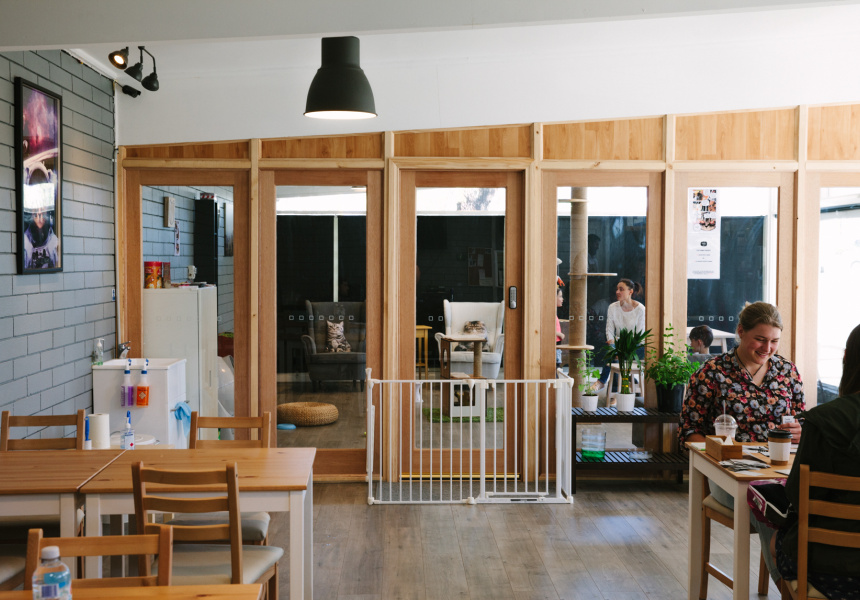 Adelaide Gets Its First Cat Cafe