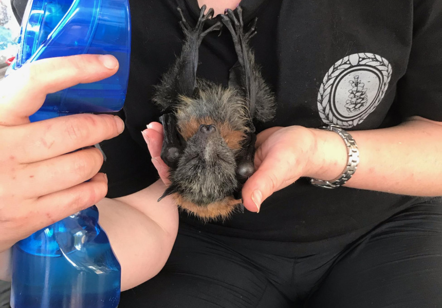 How To Help The Millions Of Native Animals Affected By Victoria s Bushfires how-to-help-the-millions-of-native-animals-affected-by-victoria-s-bushfires