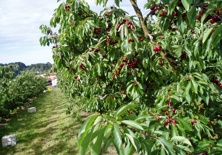 Cherry Picked | Broadsheet