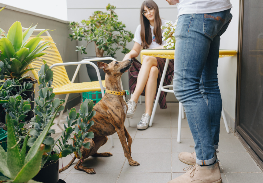 How to Know When You’re Ready For a Dog