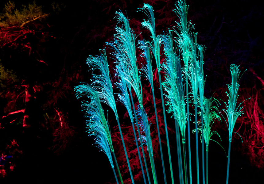 Finished: Lightscape at Royal Botanic Gardens