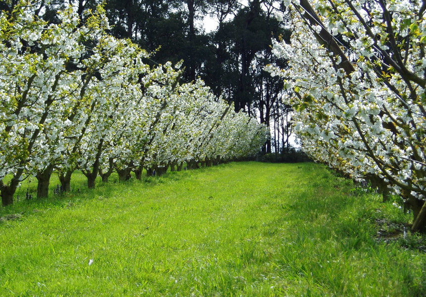 Cherry Picked | Broadsheet