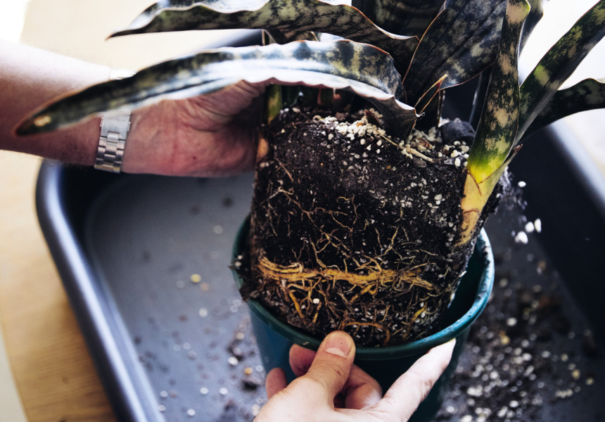 How To: Repot Your Plants (Without Killing Them in the Process)