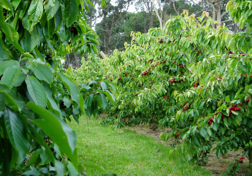 Cherry Picked | Broadsheet