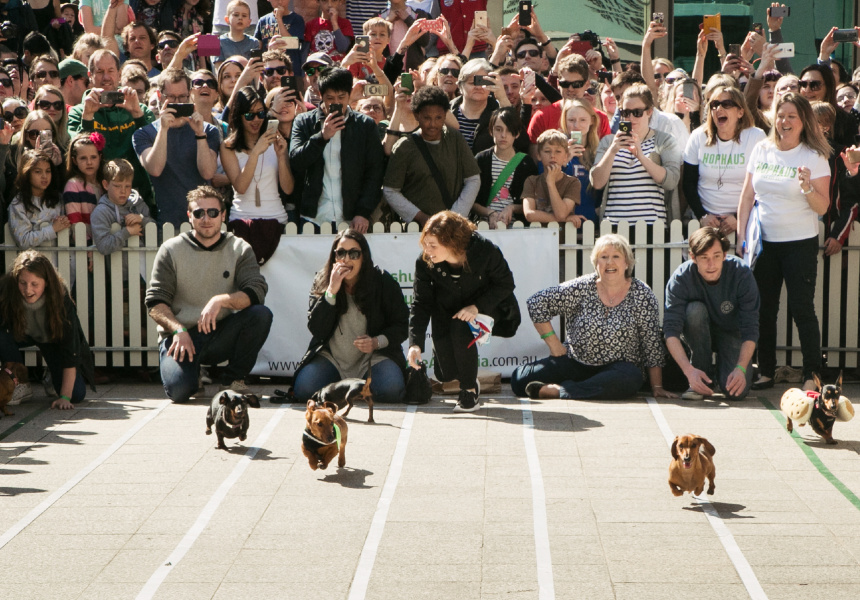 The Inaugural Dachshund Race 2015 | Photo Gallery | Broadsheet Melbourne