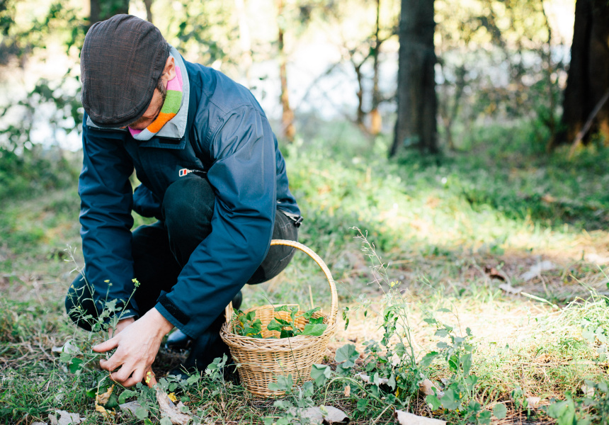 Sydney’s Top Chefs Learn to Forage With Diego Bonetto – And So Can You