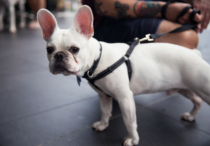 Gallery: Hair of the Dog at Collective Kitchen and Bar | Brisbane ...