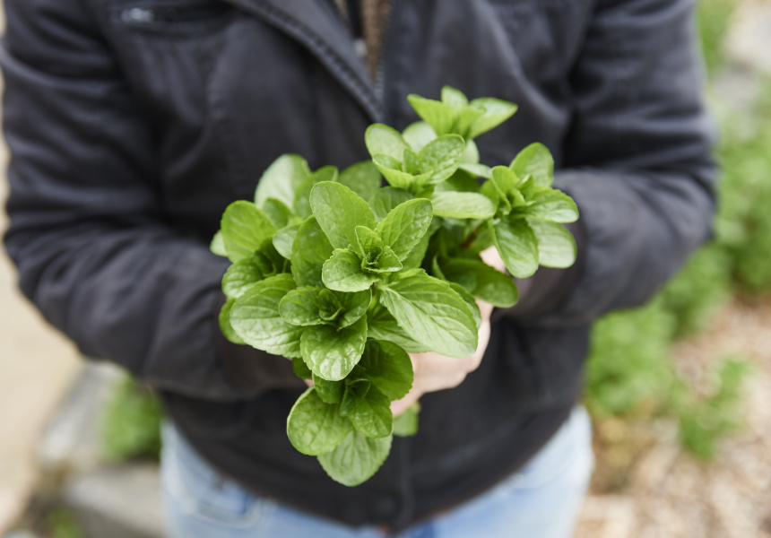 Make the Most of Your Mint