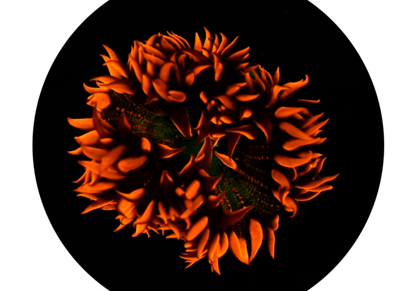 “Coral: Rekindling Venus” Screening This Week Only