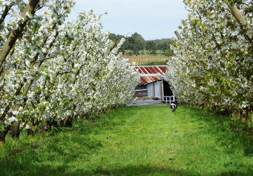 Cherry Picked | Broadsheet