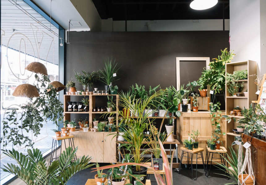 Petite Plant Shop The Seedling Society Opens on Hindley Street, With a ...