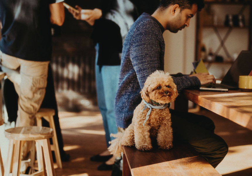 Dogs Snapped by Broadsheet Photographers in 2024