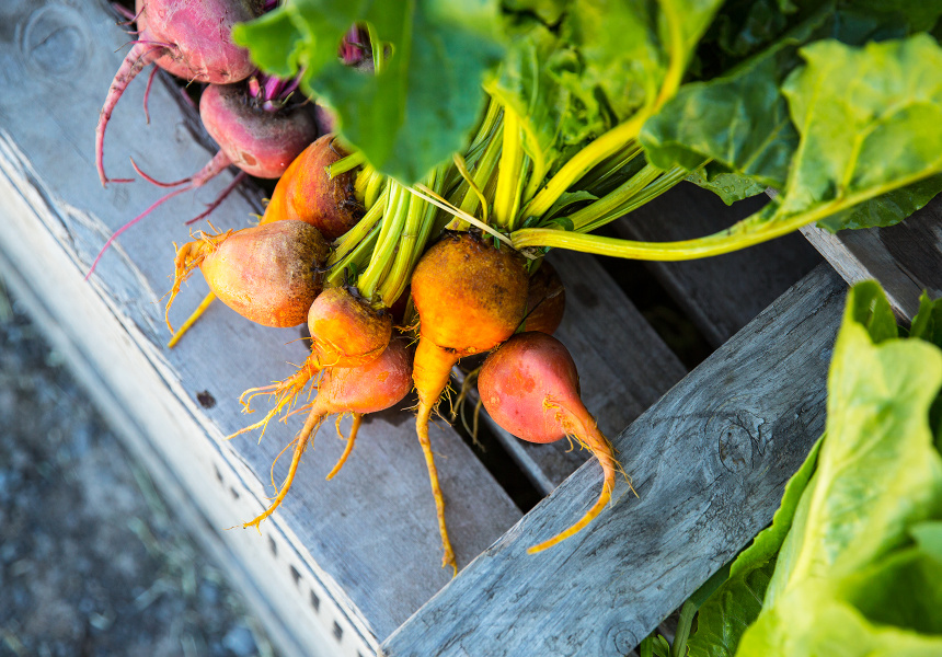 Where To: Adelaide Hills with Sarah Feehan